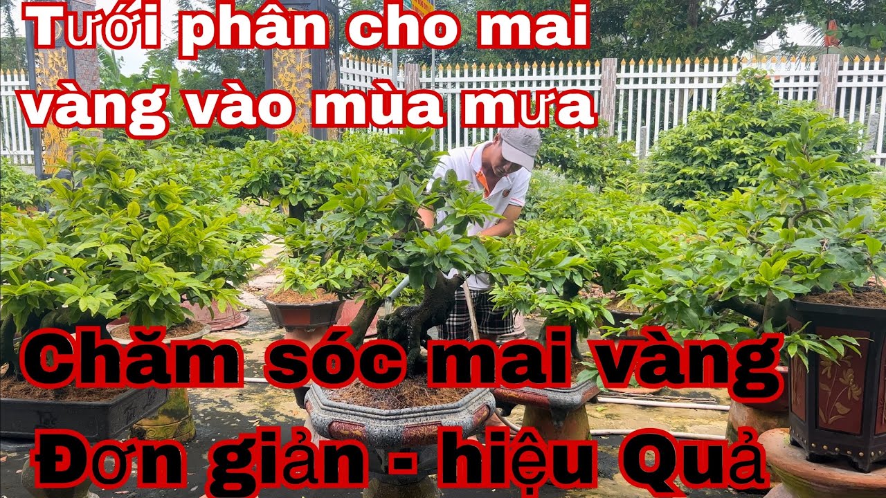 tưới phân cho mai vàng _ chăm sóc mai vàng vào mùa mưa - YouTube