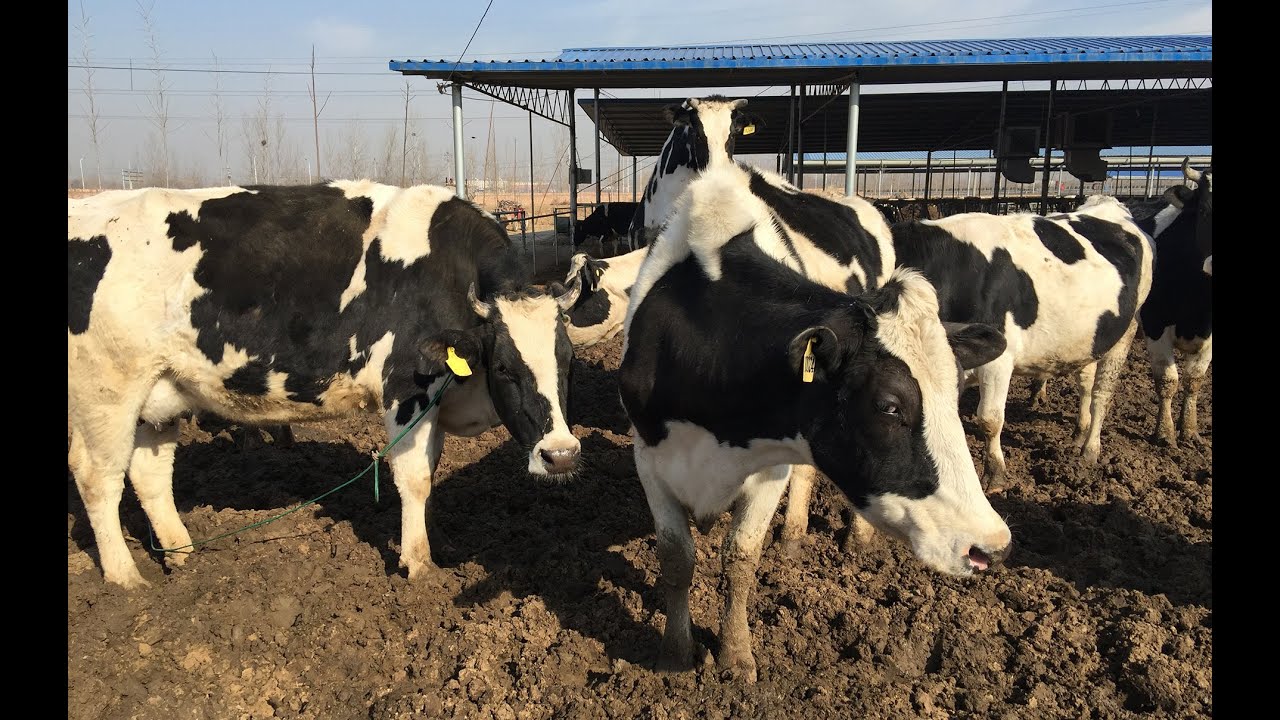 GREAT FARM Modern cattle farm - YouTube