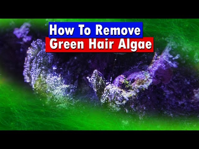 Green Hair Algae