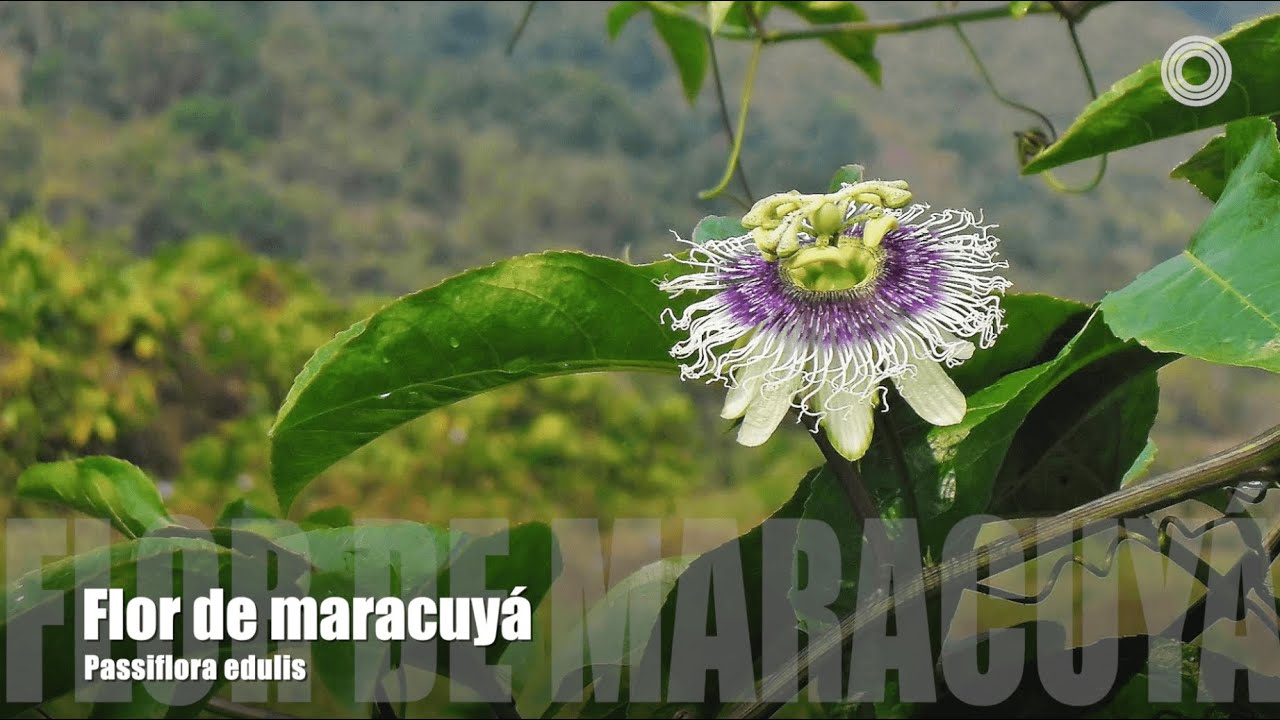 Maracuya Flor