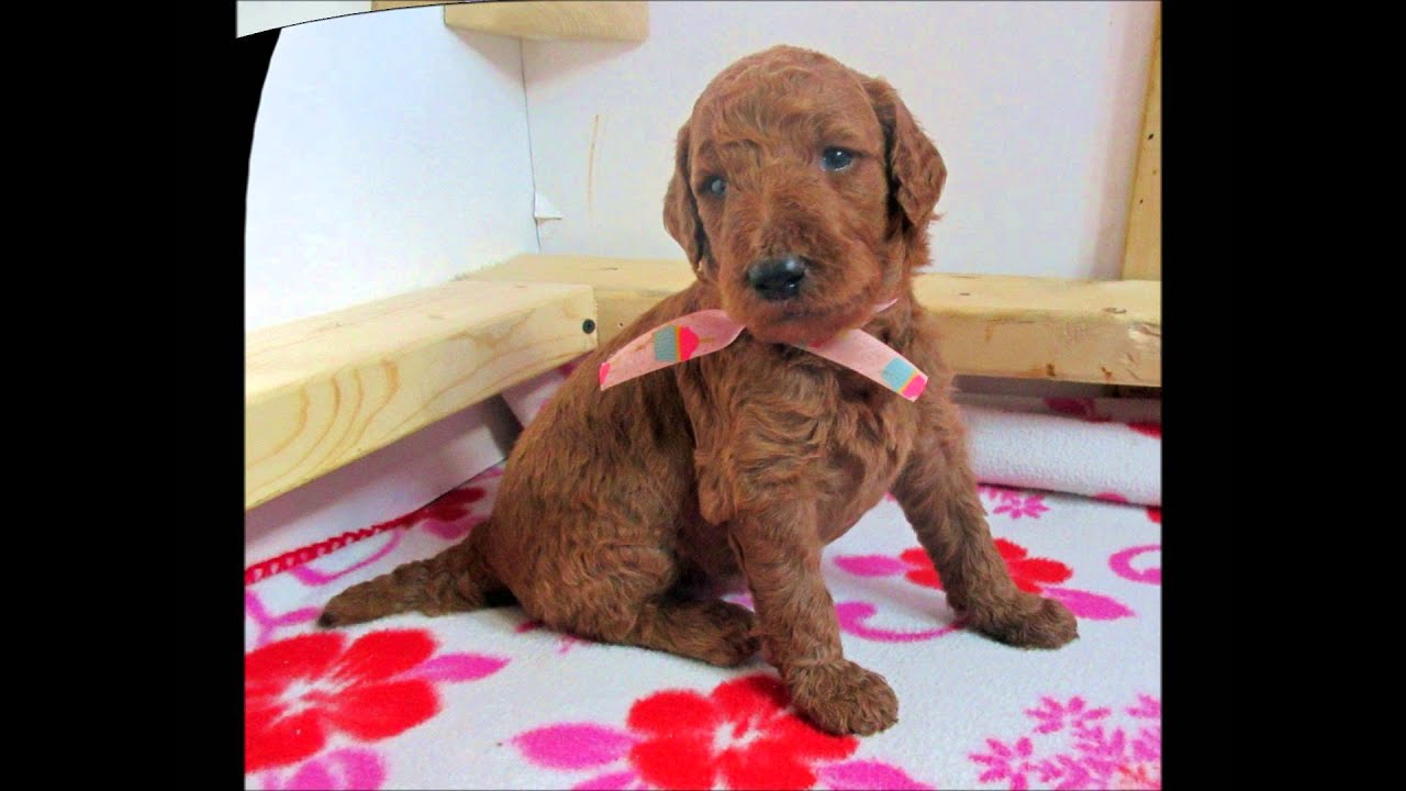 Red standard poodle puppies - slide show of their first 4.5 weeks - YouTube