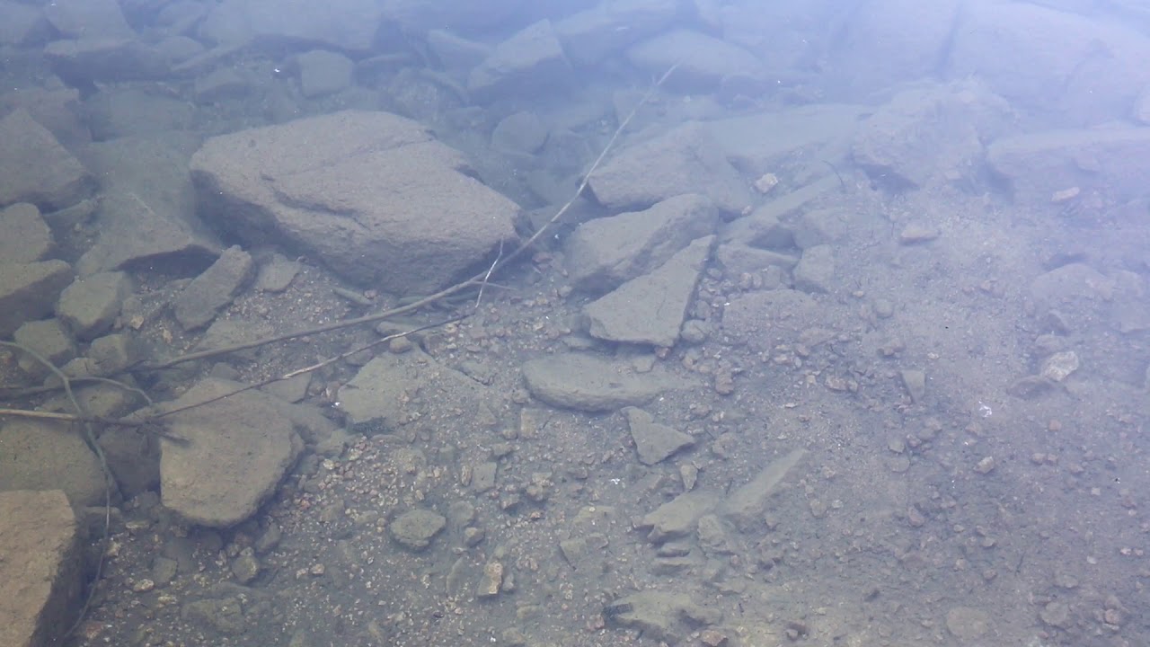 Fresh Water Crustaceans In Backcountry Lake - Hoover Wilderness - July ...