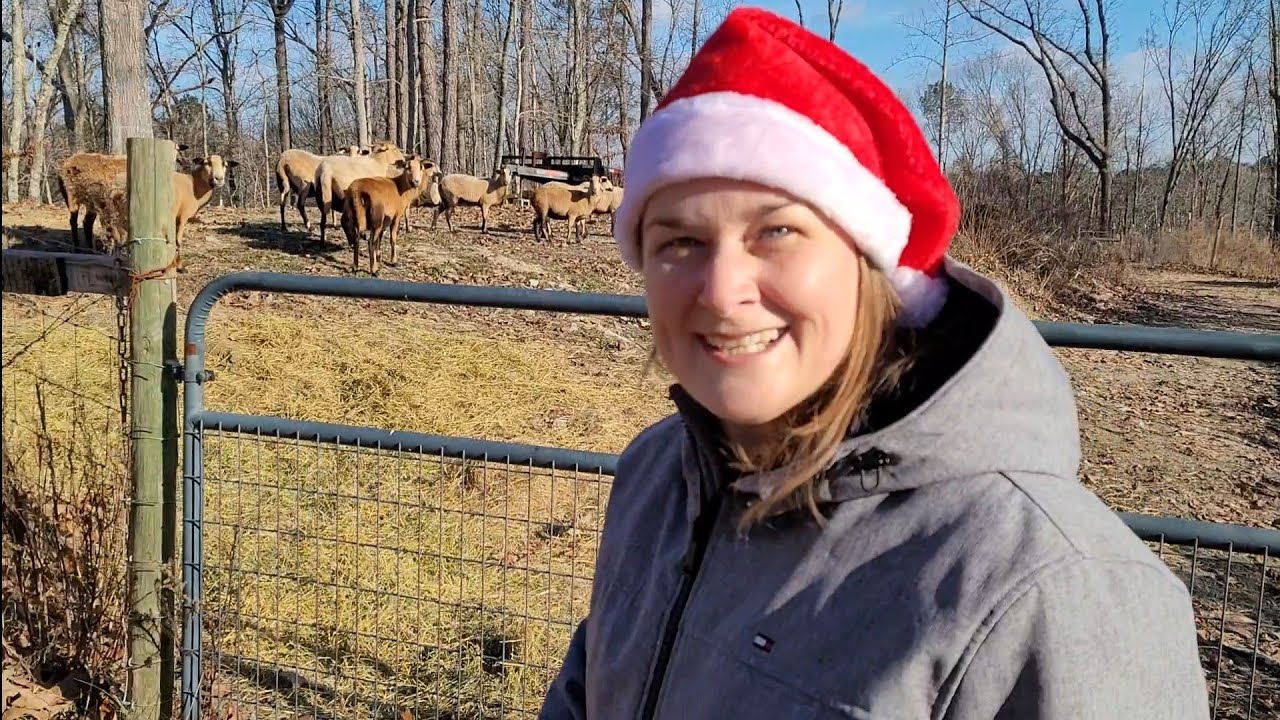 Breaking ice for the sheep this Christmas - YouTube