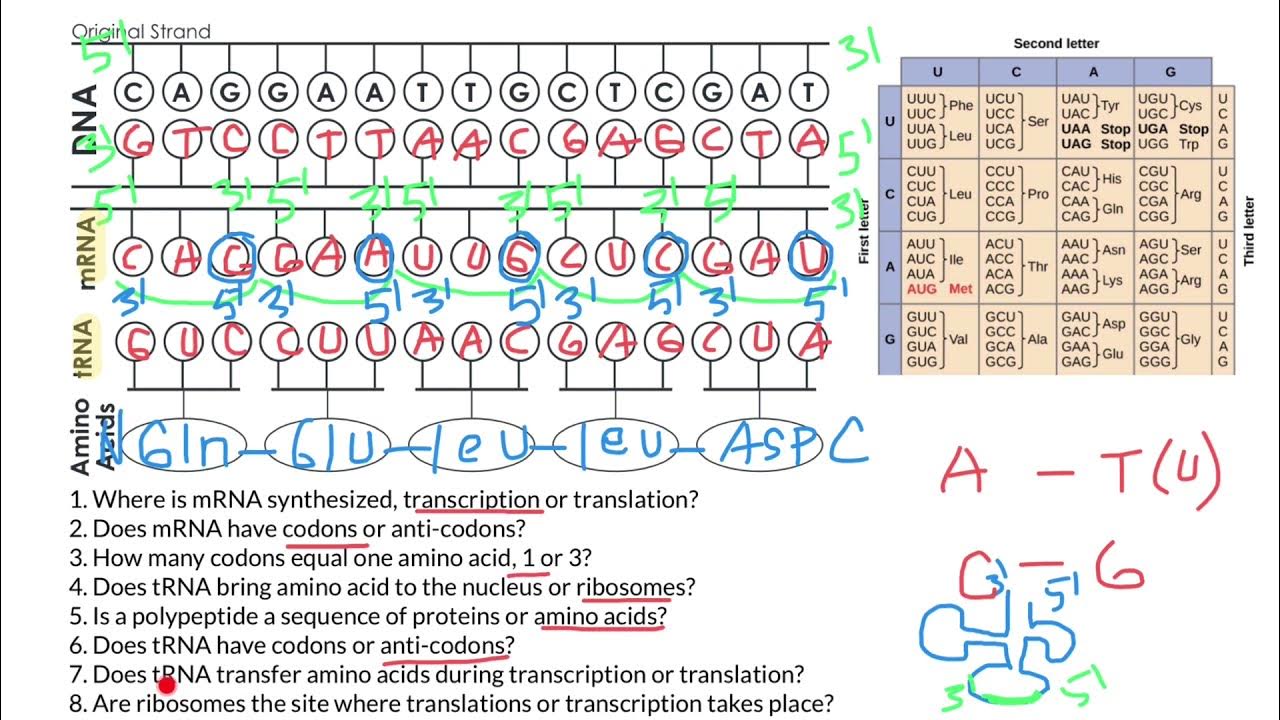 Transcription and Translation: DNA to mRNA to Protein - YouTube