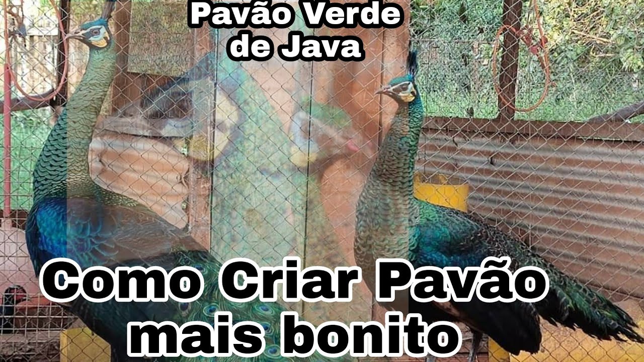 Criação De Pavão verde de Java. Sua reprodução , suas características ...