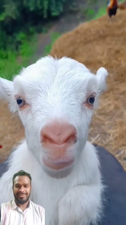 Goat vibe 🐑 #shorts #viral #youtubeshorts - YouTube