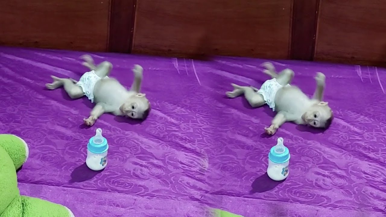 Big Belly Moly Got Milk Full Laying On Mattress - YouTube