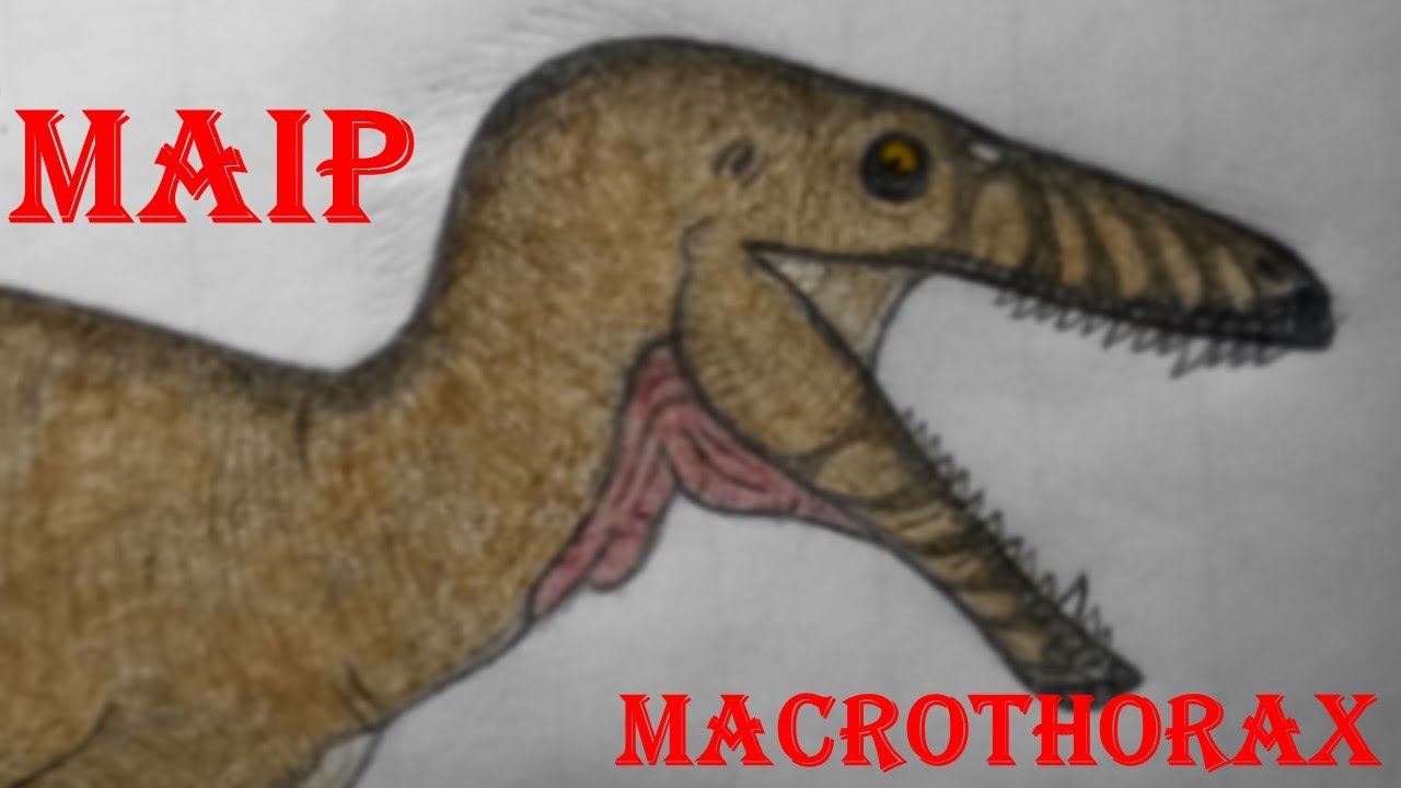 maip macrothorax - YouTube