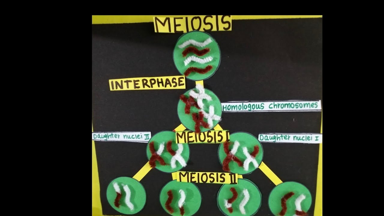 Meiosis 3d Paper Project Mitosis 3d Model Project