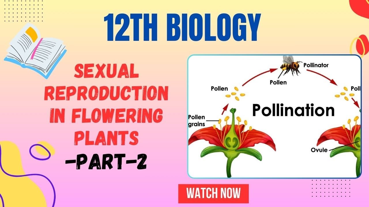 Sexual Reproduction in Flowering Plants - Part-2 | 12th Grade Biology ...