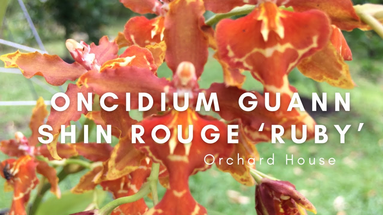 Oncidium Guann Shin Rouge ‘Ruby’ 🧡🧡🧡 - YouTube