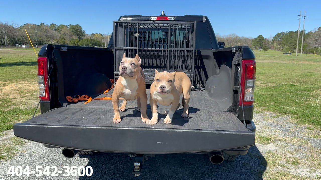 😍 Female Merle American Bullies! GrCh Shamrock Offspring! - YouTube