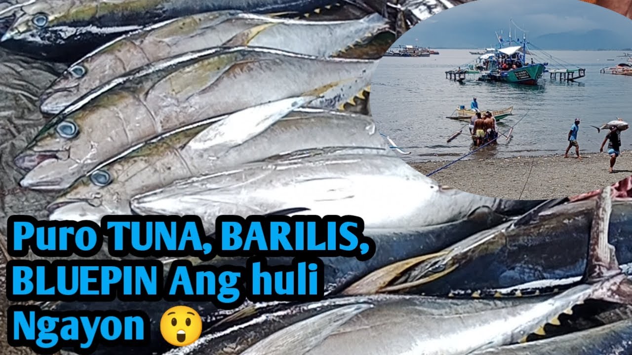 Puro Tuna, Barilis, bluepin ang huli ngayon | @Fred's Vlog - YouTube