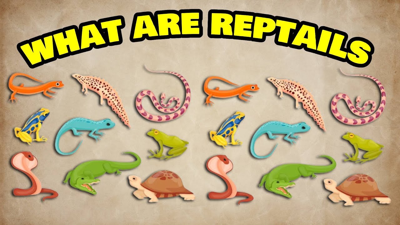 Fascinating Facts About Reptails What Makes Them Unique ? | Kids Learn ...