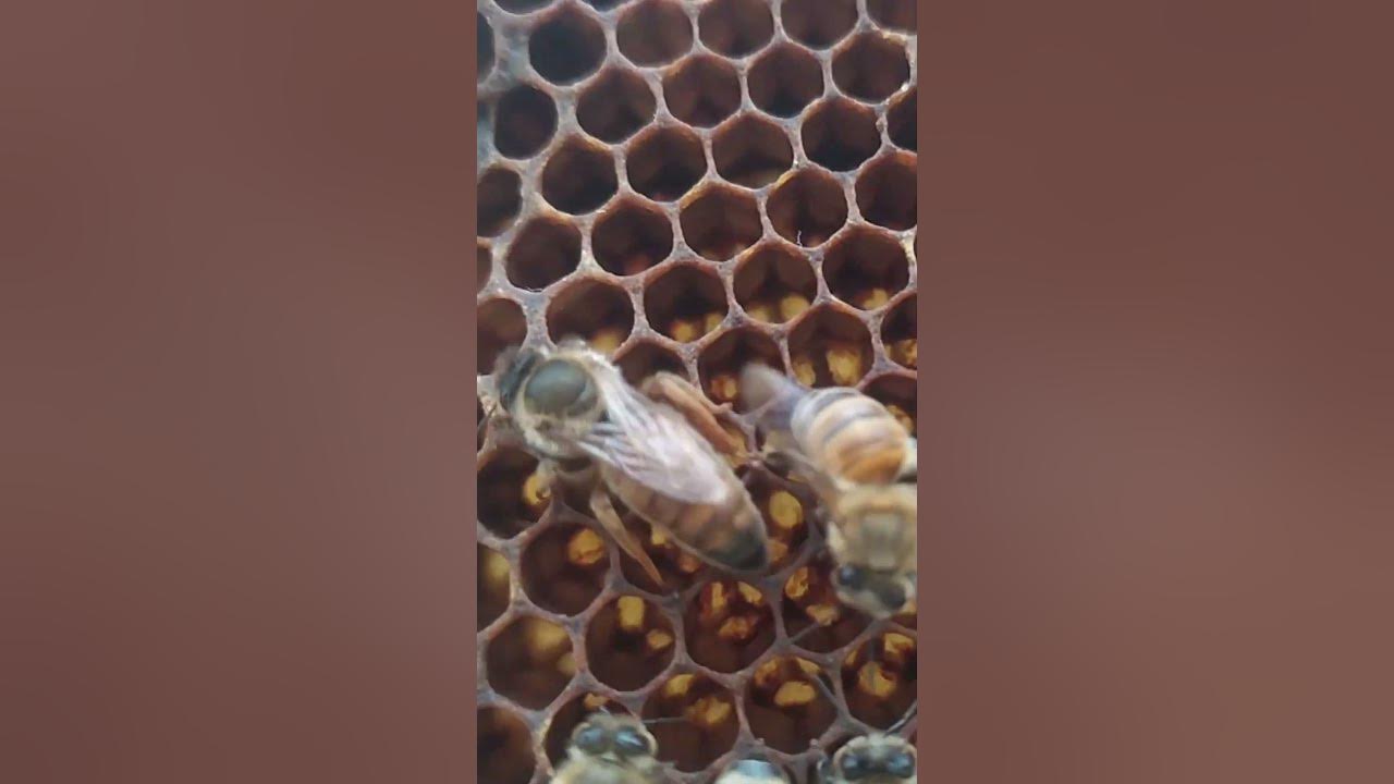 ملکه باکره زنبور عسل که از شاخون خارج شد #bee #beekeeping - YouTube