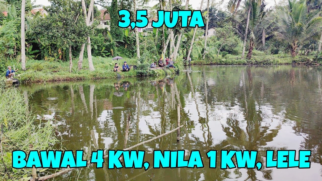 SUPER MURAH MASA IKAN 5 KUINTAL CUMA 3 5 JUTA YouTube