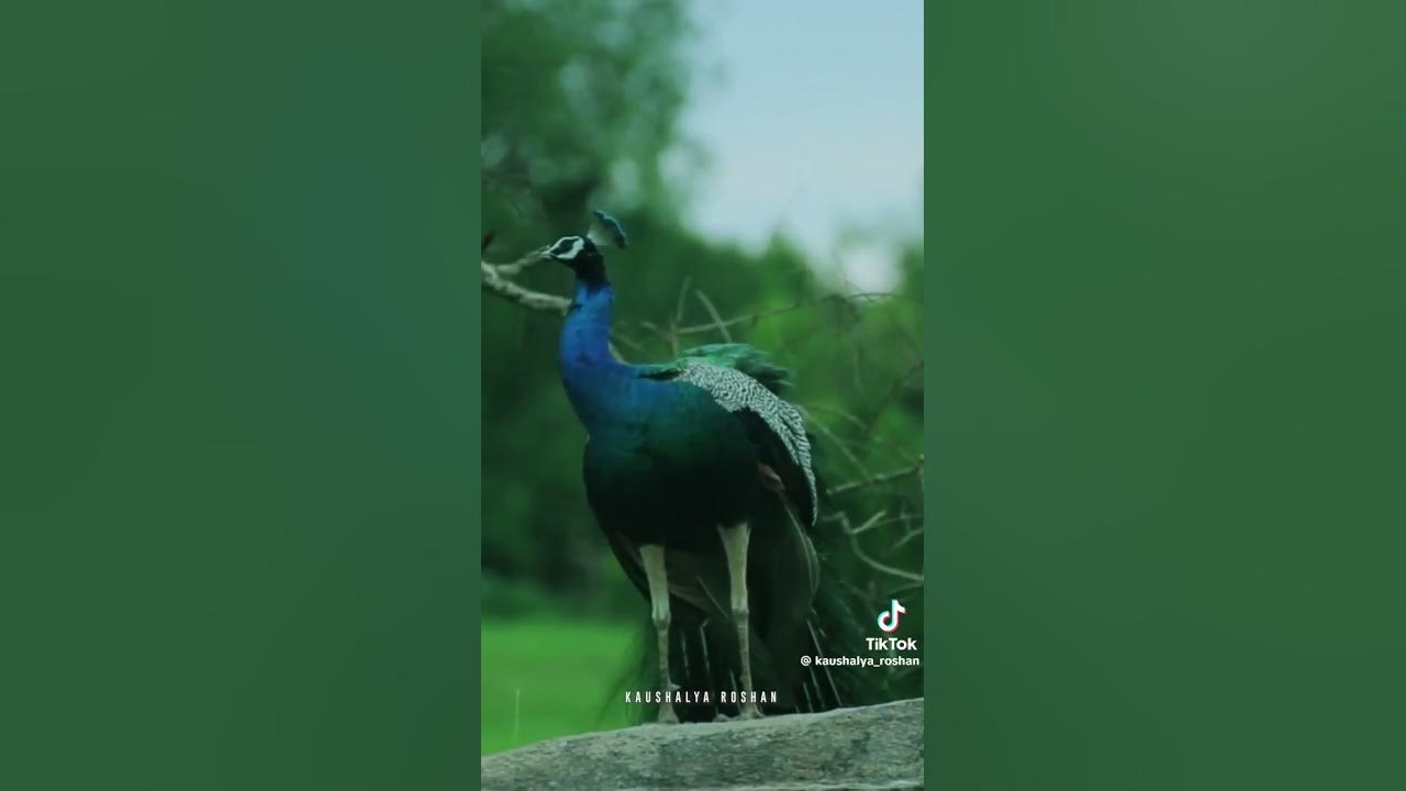 sri laka #srilanka #asiantravel #asiantravel #automobile #automobile #allahﷻallahﷻ #travel # ...