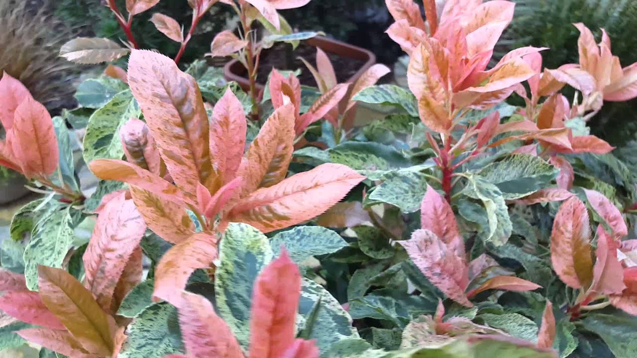 Photinia Pink Crispy - YouTube
