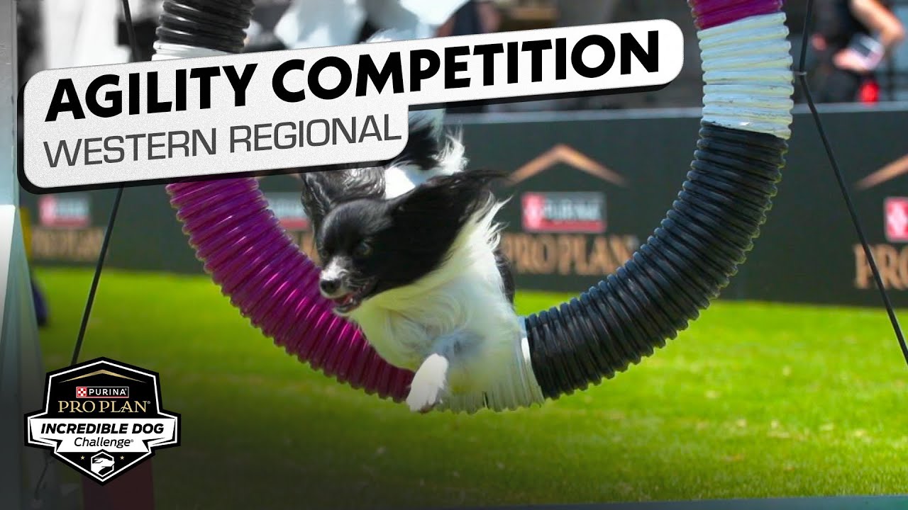 Incredible Dog Challenge: Small/Medium Dog Agility Western Regional ...