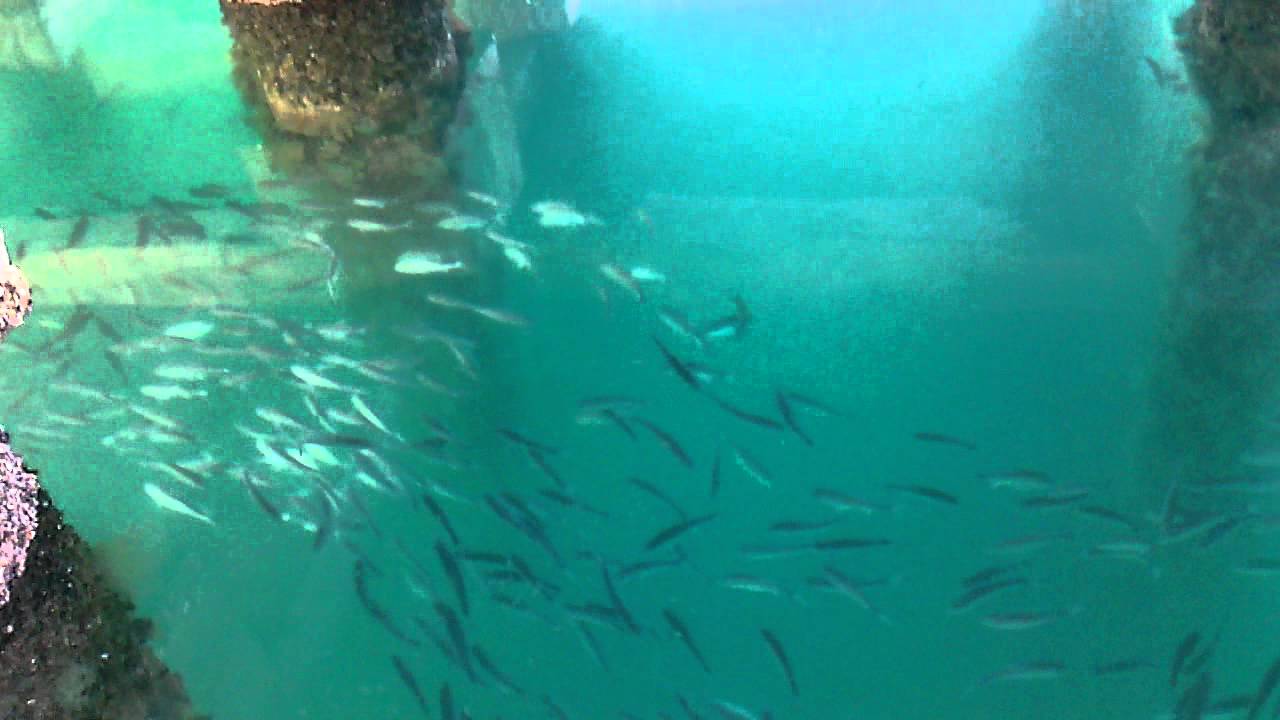 Beautiful sea Lewoleba port, Lembata Island, Nusa tenggara Timur ...