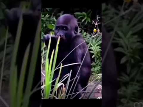 MAYMUN #instagram #tiktok #prikol #monkey