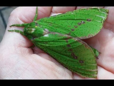 Australian female hawk moth, Aenetus tegulatus - YouTube