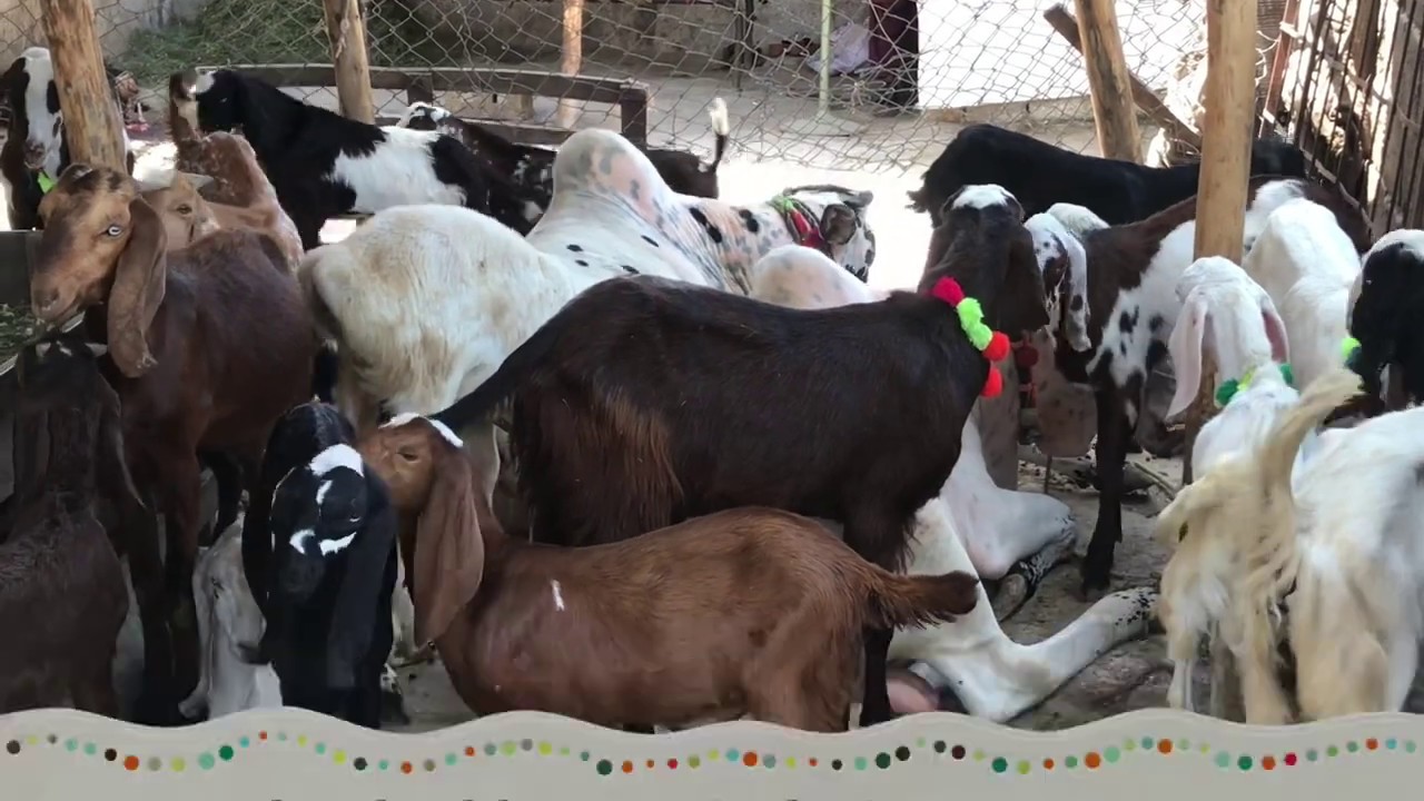 How to buy perfect goats on Eid | Full Goat Skin & Meat Cutting Skills ...