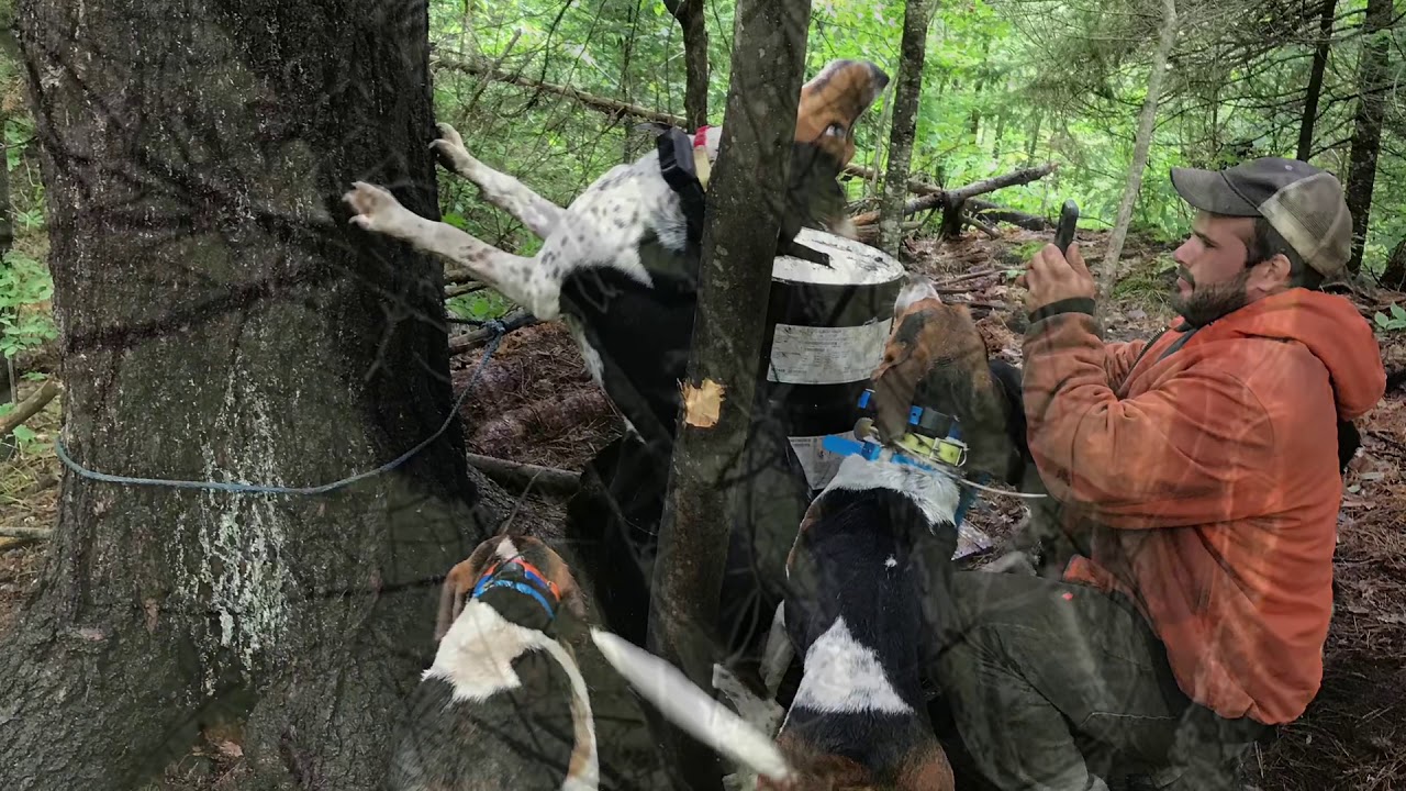 Bear hunting with hounds....And an apprentices first bear...BIG BEAR ...