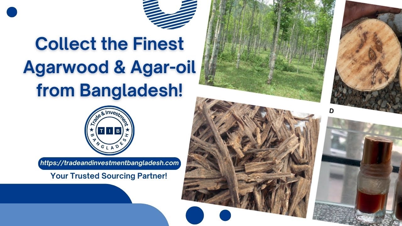 Collect the Finest Agarwood & Agar Oil from Bangladesh! - Agarwood Times
