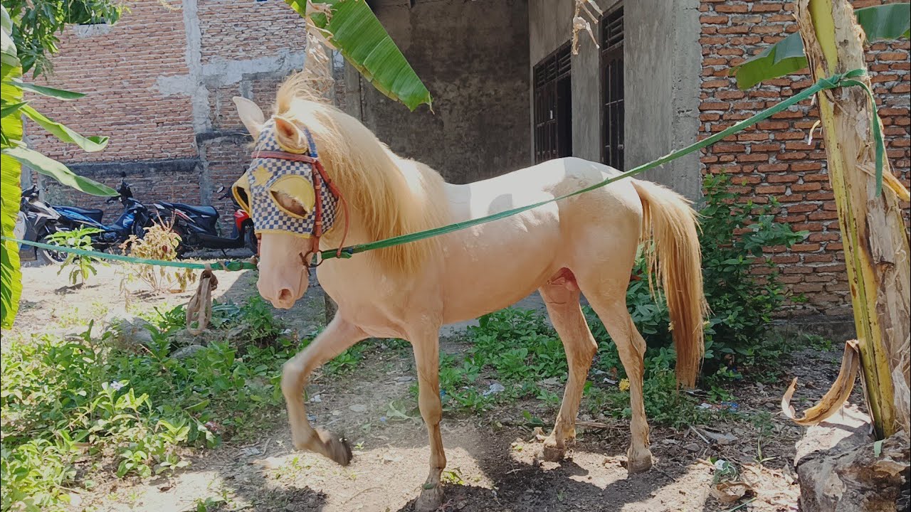 Atraksi Kuda Bisa Joget & Nyanyi. Arjuna Stable - YouTube