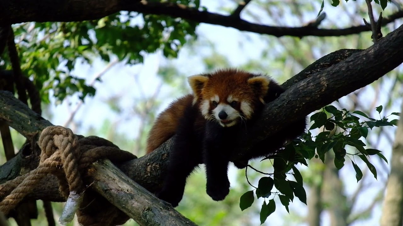 Animals enjoy mooncakes at Ningbo zoo - YouTube