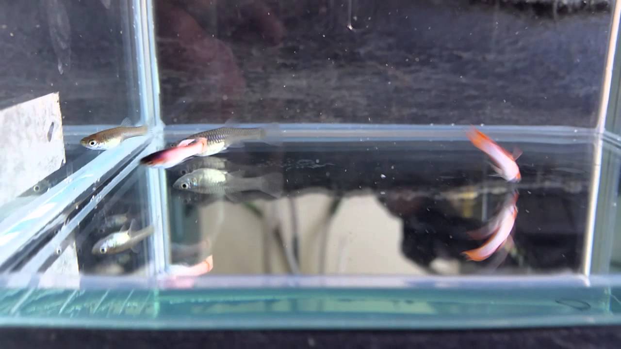 platinum pink endler - YouTube