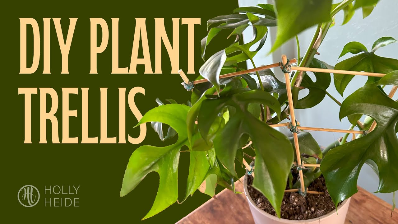 DIY Mini Monstera Trellis | Make It Cute, Make It Climb! - YouTube