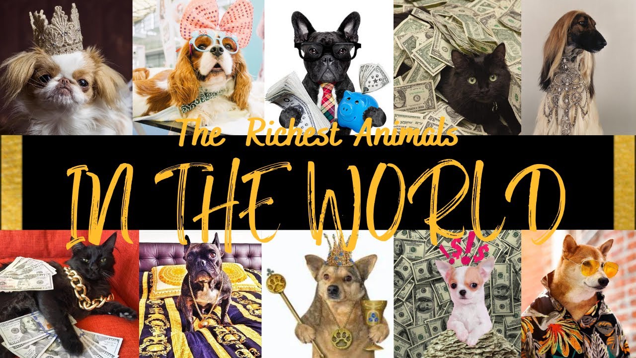 The RICHEST Animals [ Not Human ] In The World🌎 | The World's RICHEST ...