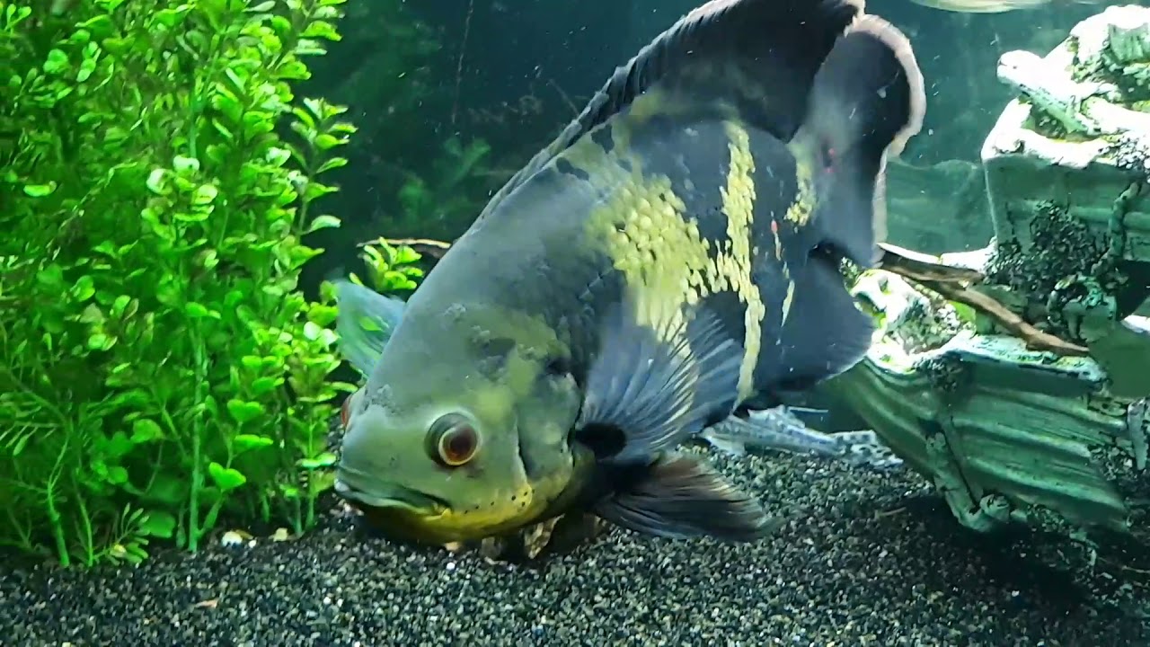 My bumblebee Oscar - YouTube