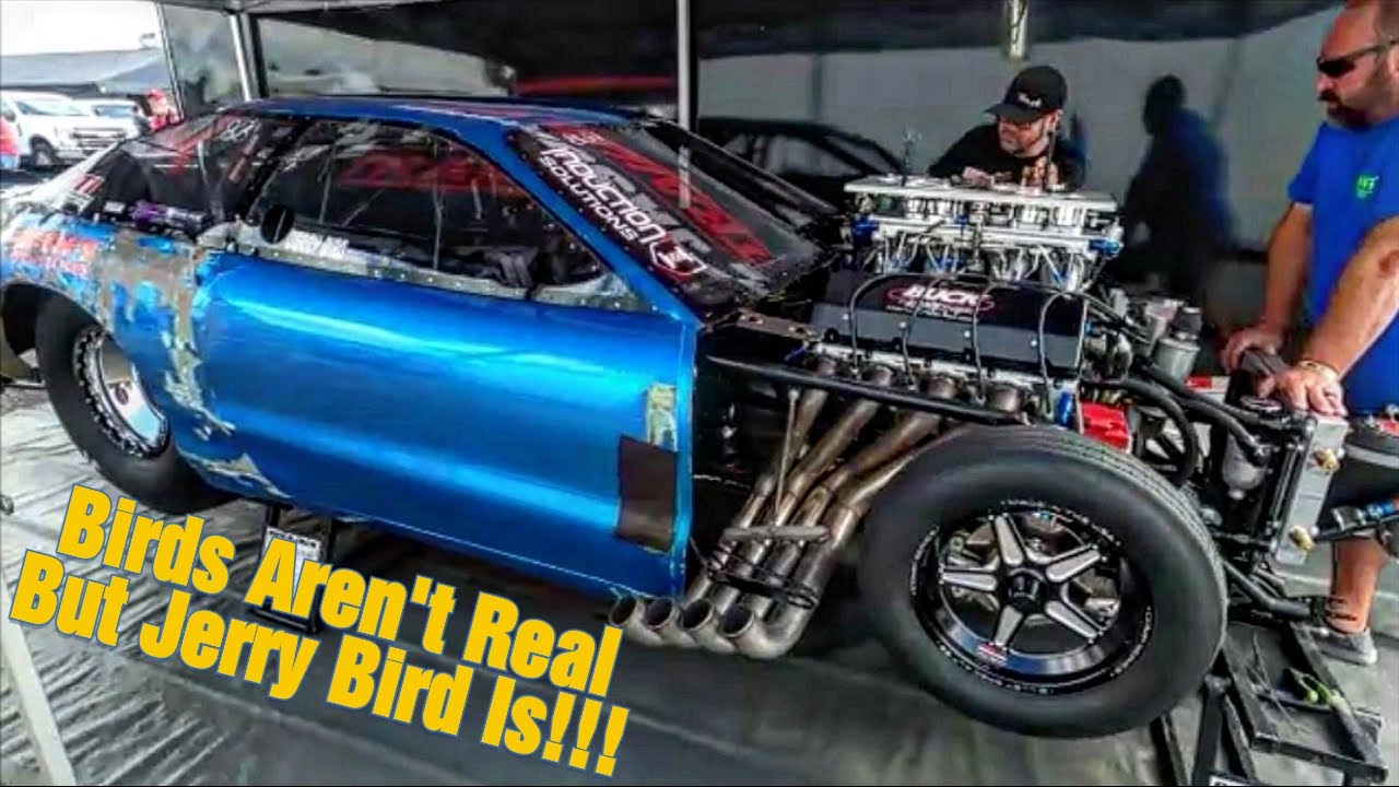 Birds Aren't Real But Jerry Bird IS!!!!! - YouTube