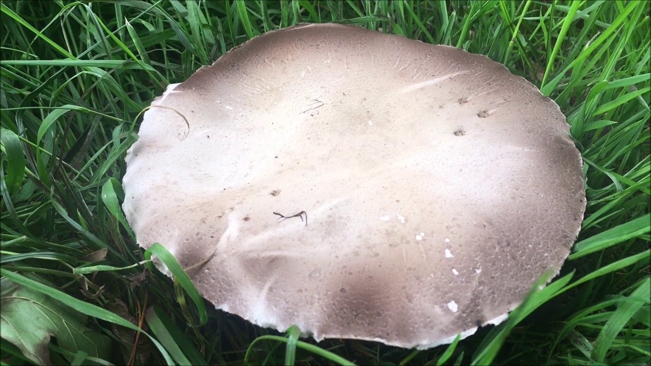 Large flat mushroom - June 2019 - YouTube