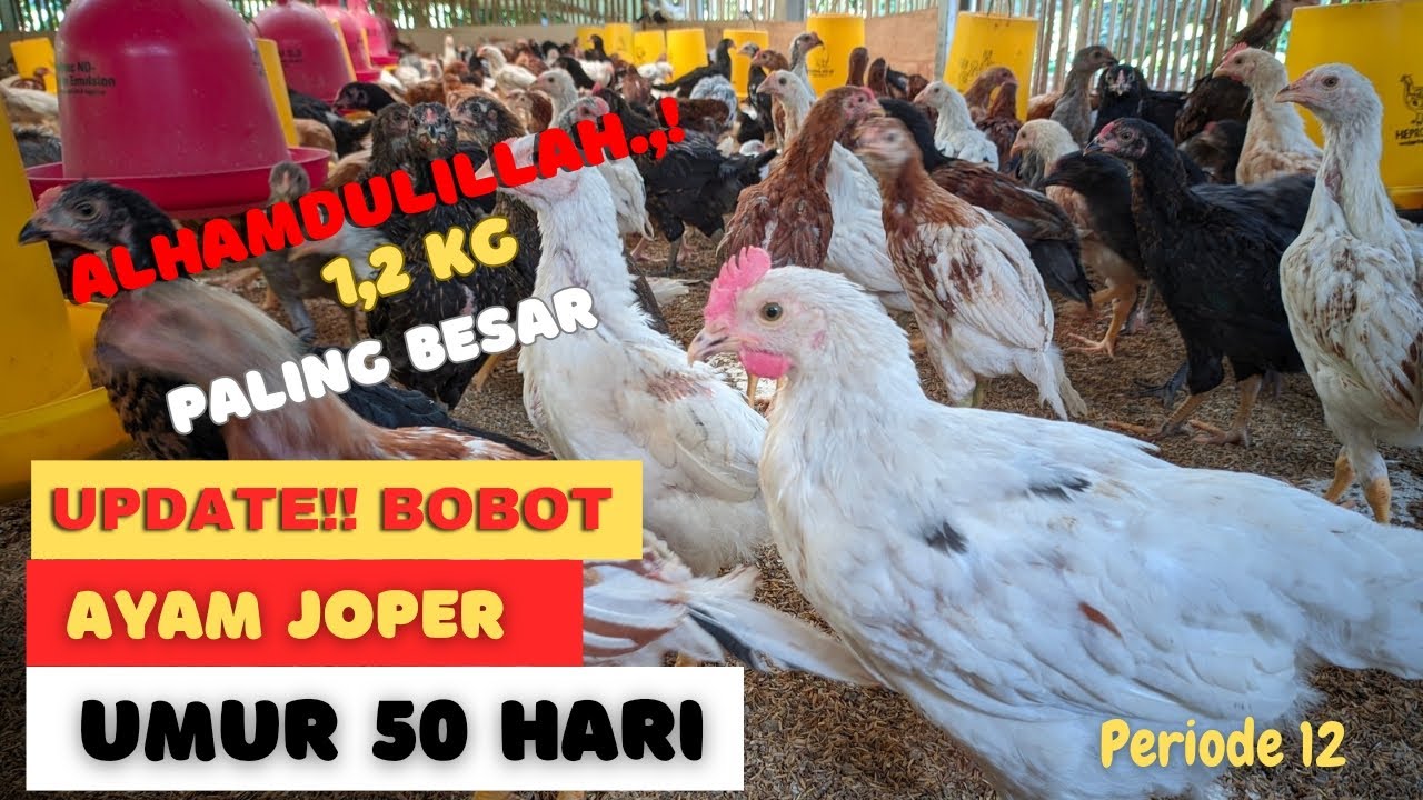 Cuan besar nih.,!?, ayam joper umur 50 hari , udah 1,2 kg.,! - YouTube