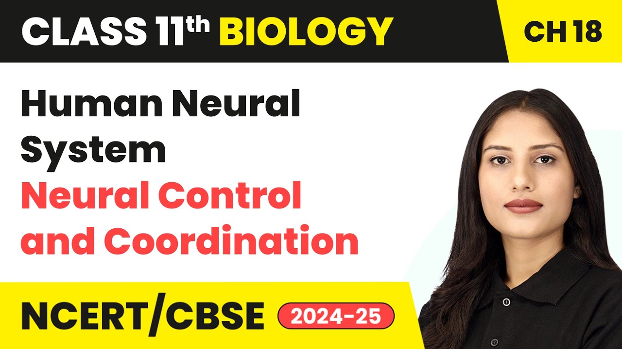 Human Neural System - Neural Control And Coordination | Class 11 ...
