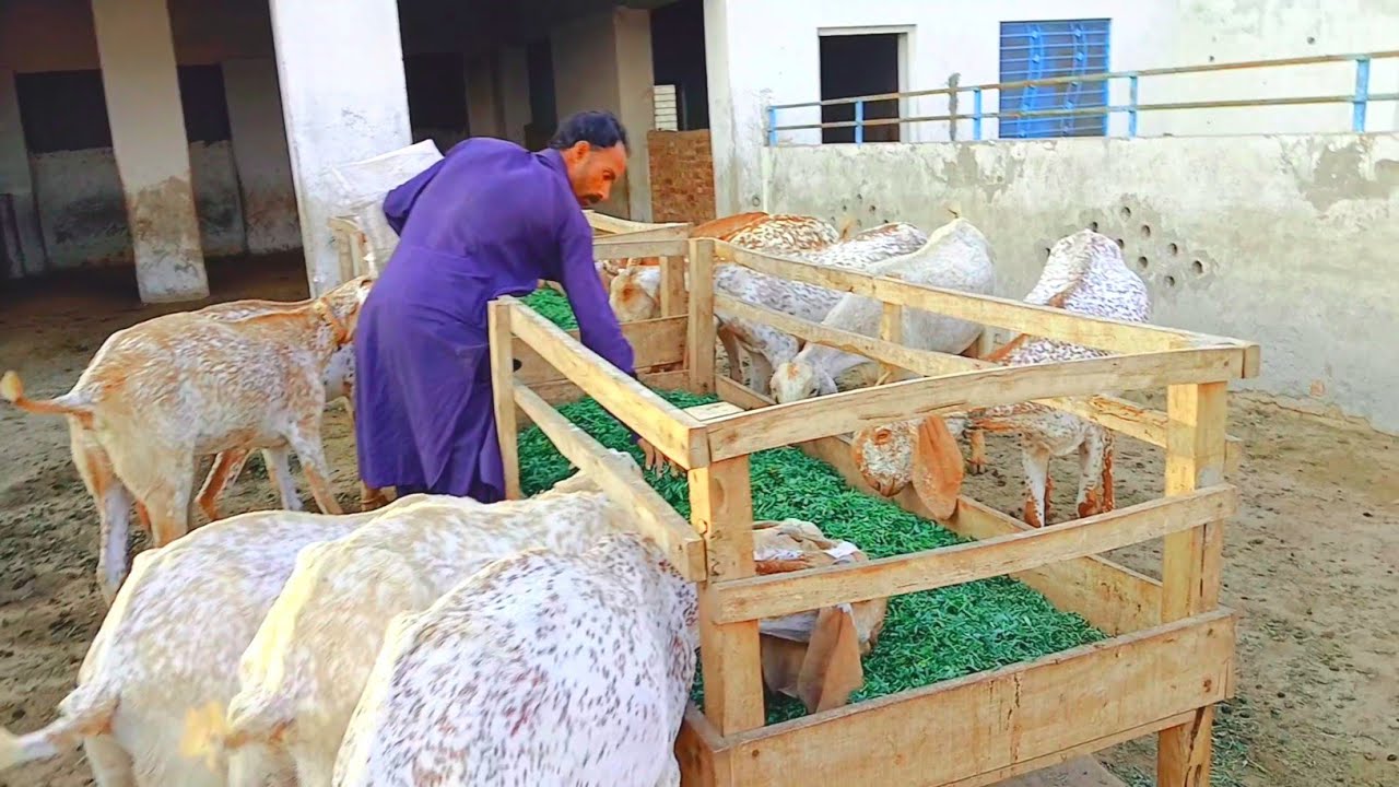 #chohan #imran #goat #farmgoat پرفارم کی فارمیشن لیں - YouTube