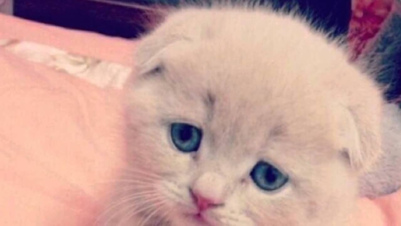 What's New Pussycat - Cat compilation - YouTube