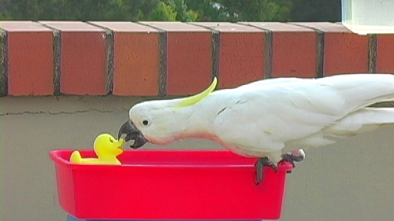 Bath Time Fun w/ Rubber Ducky - Cockatoo, Pigeon, Magpie... - YouTube
