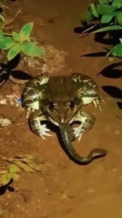 Rare Unbelievable Footage: Giant Bullfrog Swallows Whole Snake in the ...