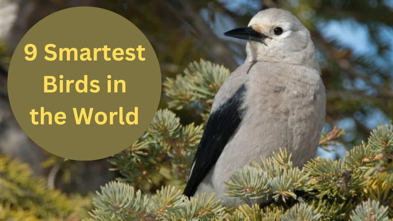 "The Genius Aviators: Discover the 9 Smartest Birds" - YouTube