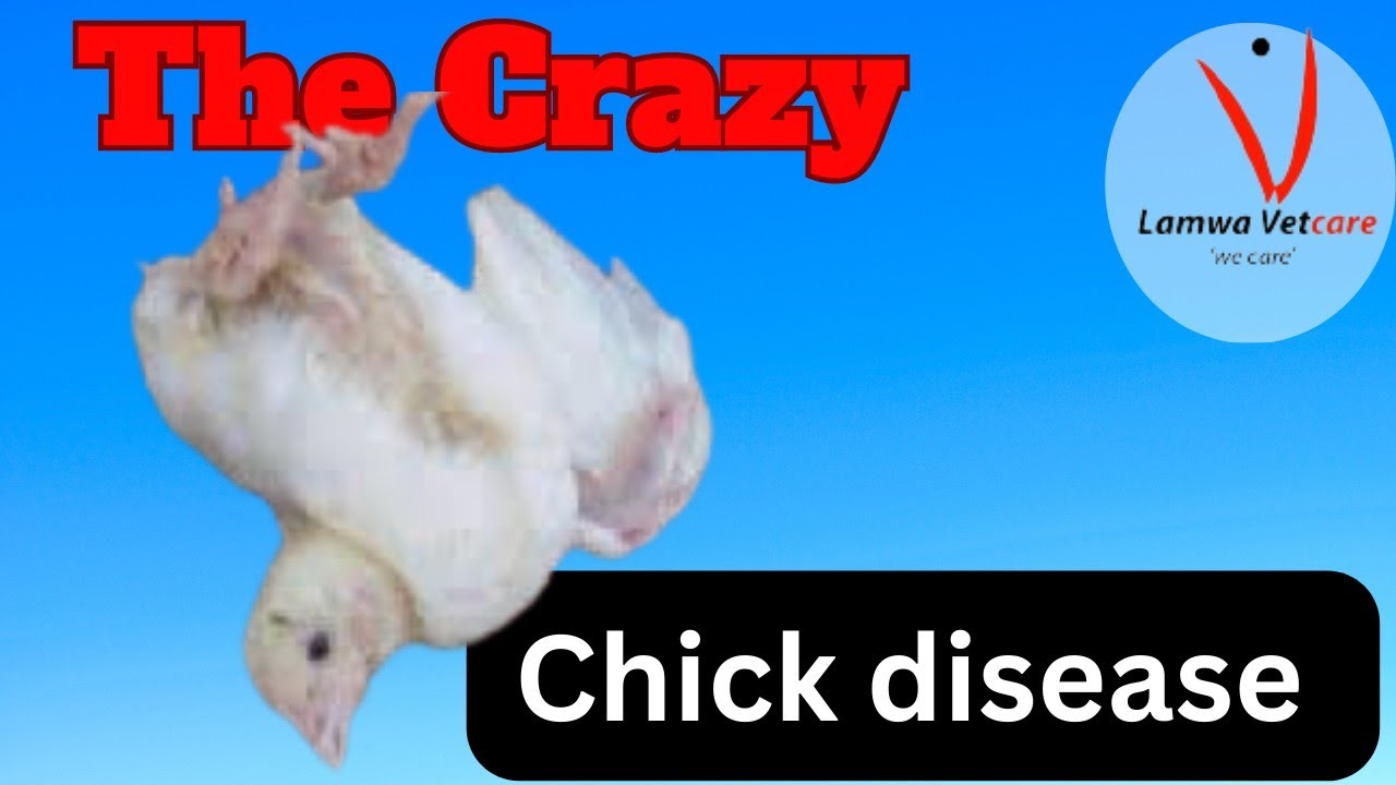 Exploring CRAZY CHICK DISEASE: Causes, Symptoms, and Prevention in ...