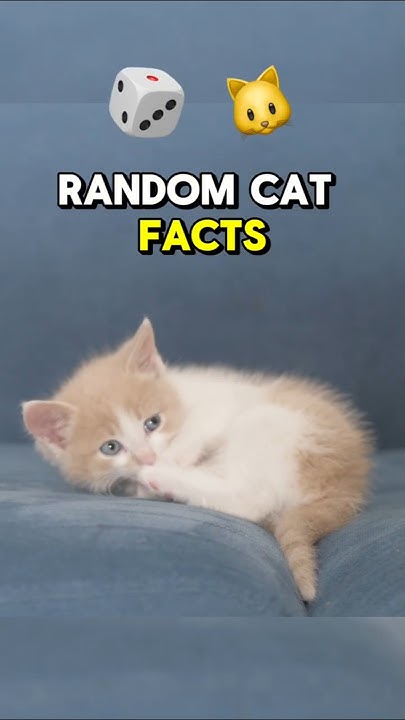 Random Cat Facts You Didn't Know 1 (Updated) #cat #facts #shorts - YouTube