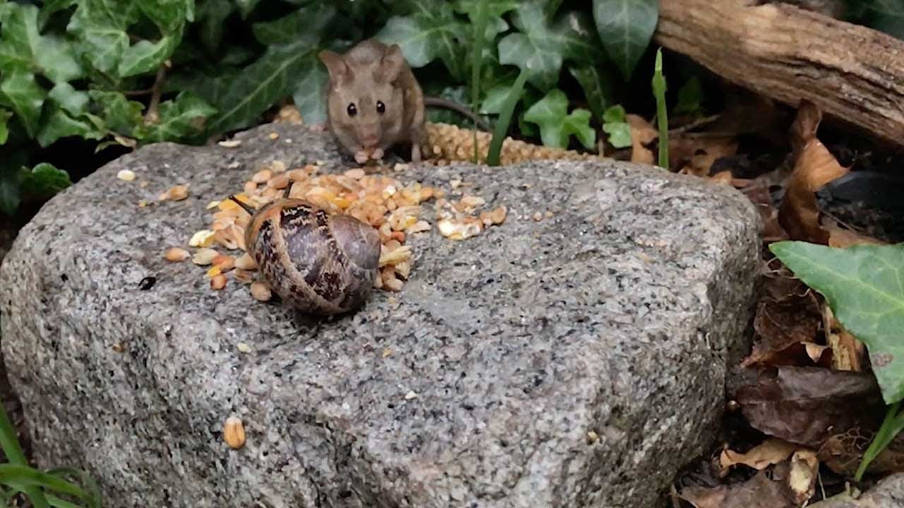 Mouse Takes Out Mate And Snail - YouTube
