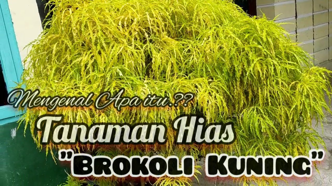 Penjelasan Tanaman Hias Brokoli Kuning || Cocok untuk Pagar Hidup ...