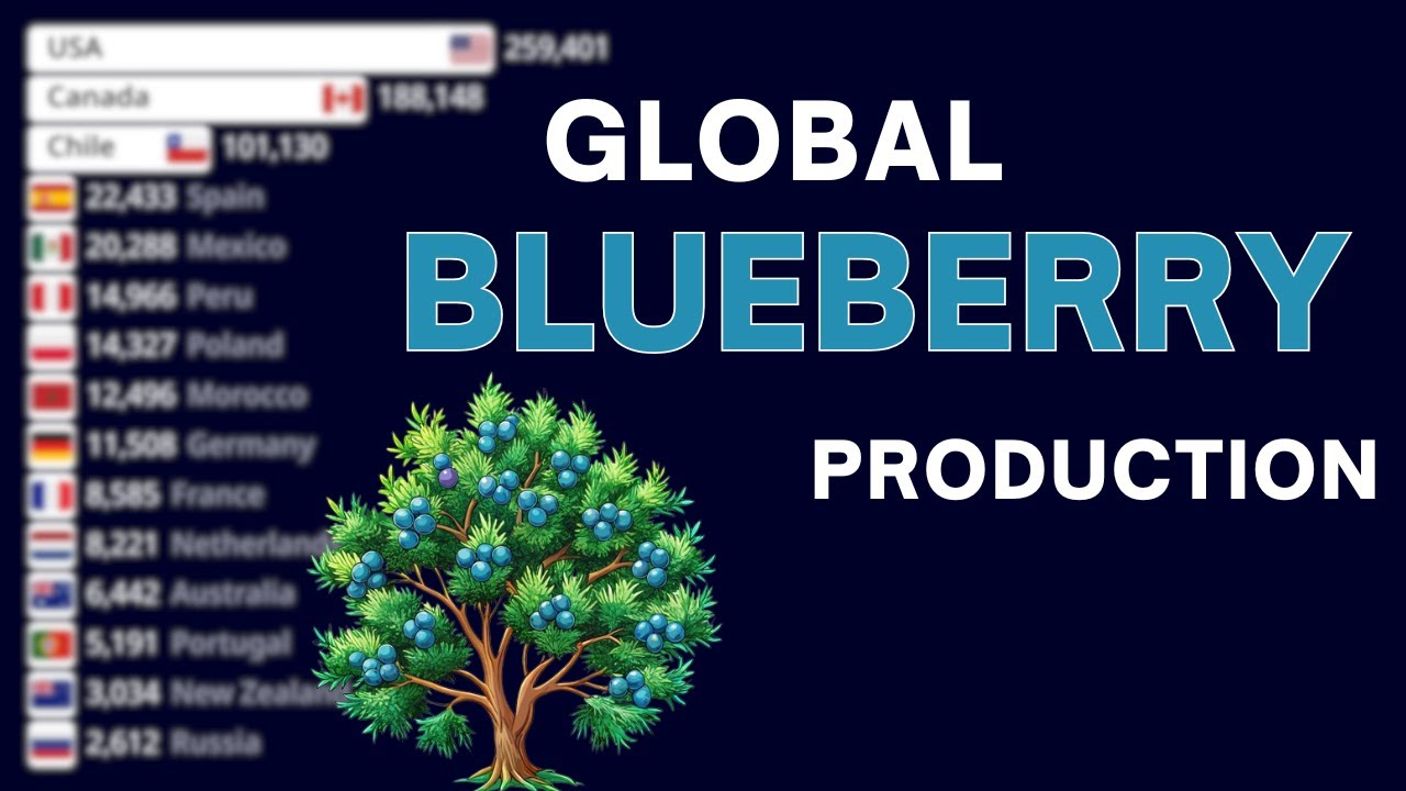 The Largest Blueberry Producing Country in The World - YouTube