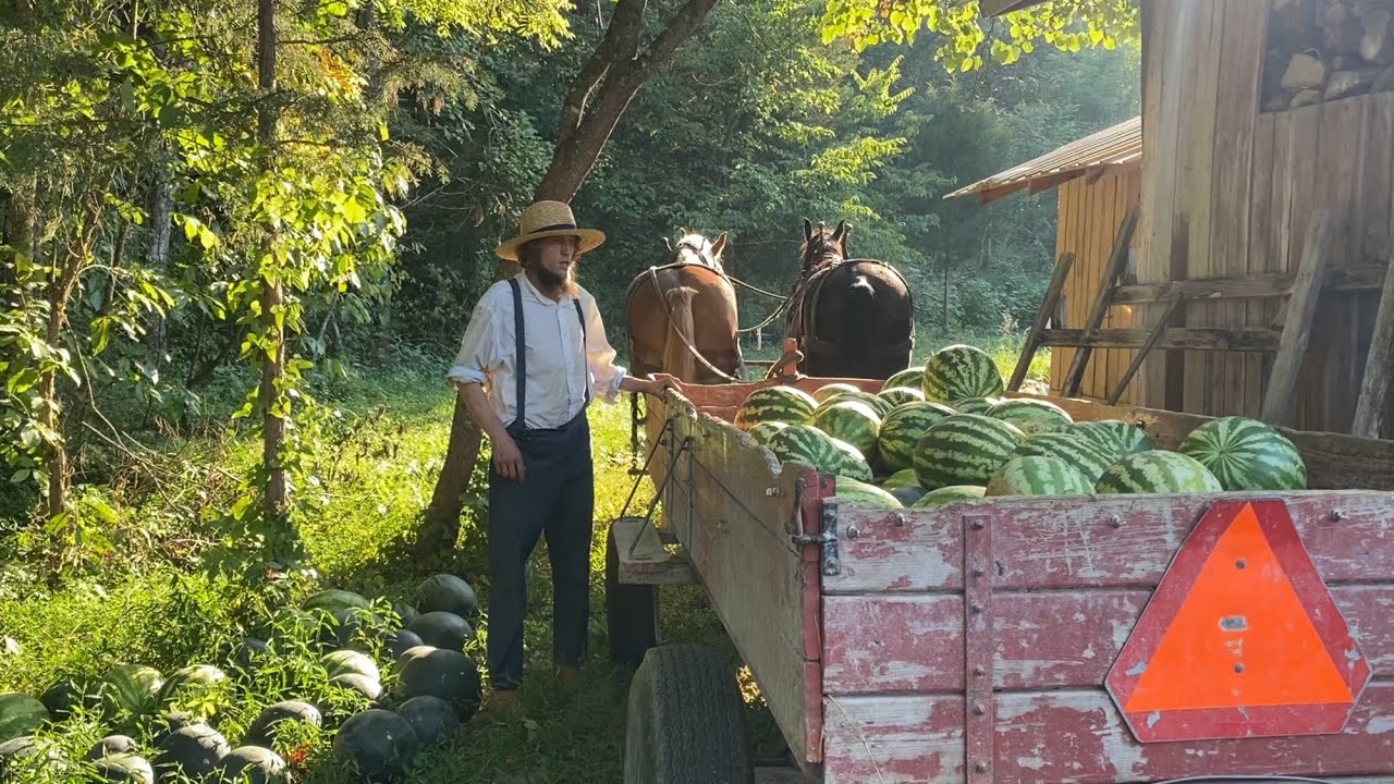 Harvesting Watermelons at Titus Morris’ Henson Creek Farm 🍉 - YouTube